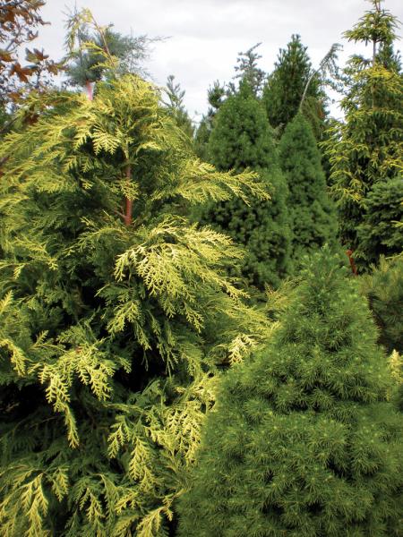 City Escape Garden Center & Design Studio | Chicago IL | Outdoor Plants